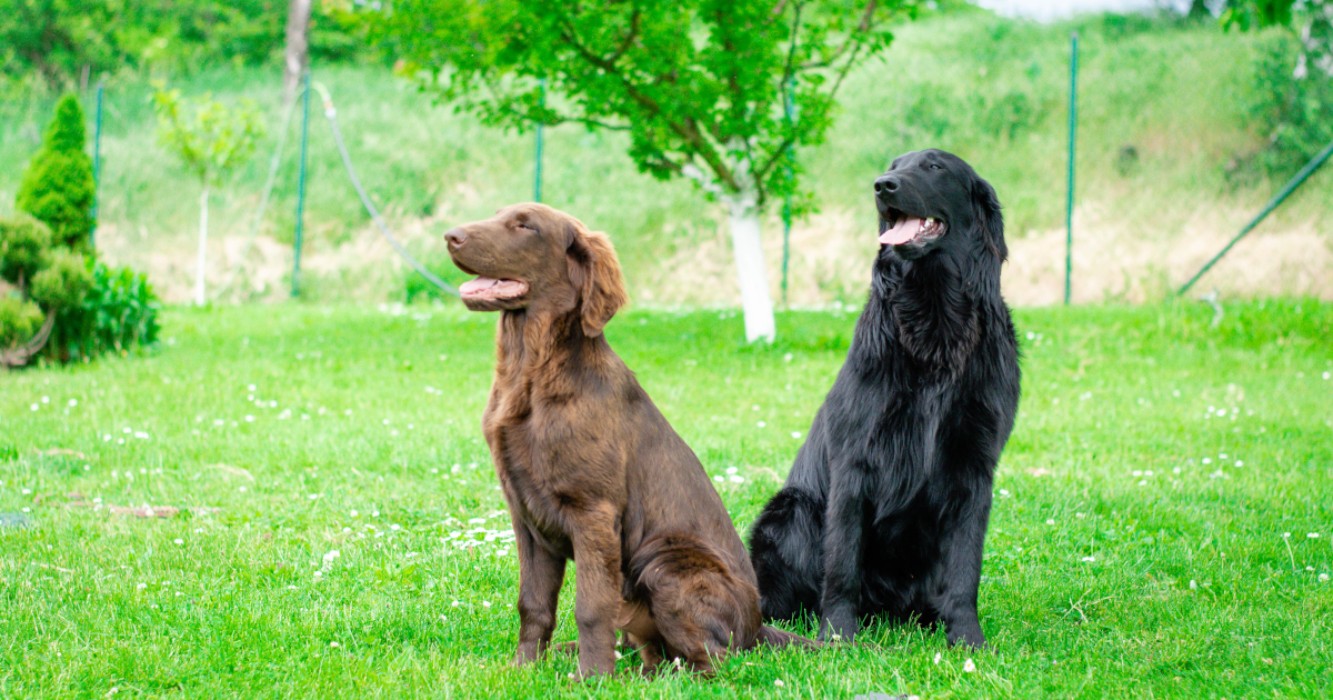 Flat Coated Retriever - Flati od Chotějovic